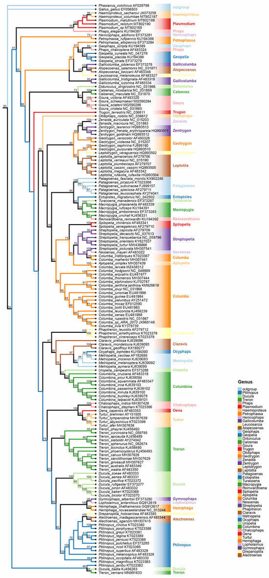 Mitochondrial Genomes of Streptopelia decaocto: Insights into ...