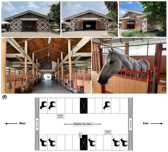 Animals | Free Full-Text | Stress Responses in Horses Housed in ...