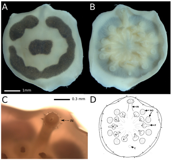 New Myzostomids (Annelida) in Symbiosis with Feather Stars in the ...