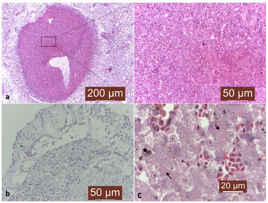 Disseminated Infection with Aspergillus fumigatus in a Scarlet Macaw ...