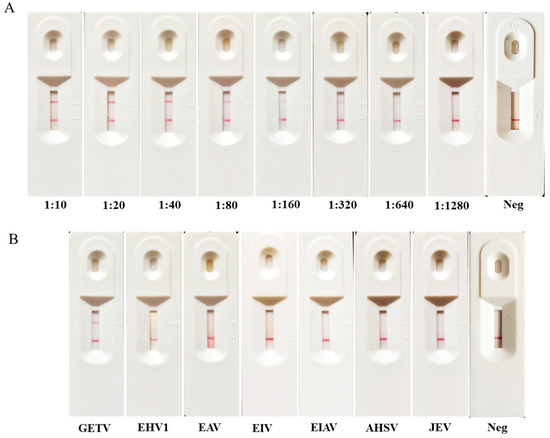 Animals | Free Full-Text | Rapid Detection of Getah Virus Antibodies in ...