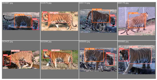 Amur Tiger Individual Identification Based on the Improved ...