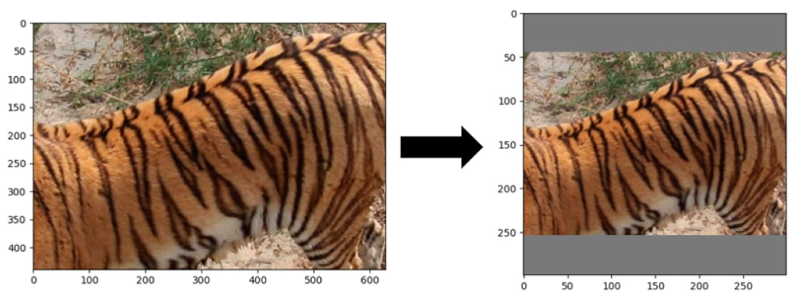 Amur Tiger Individual Identification Based on the Improved ...