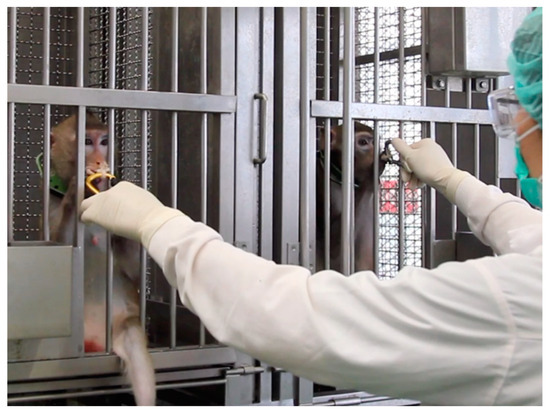 Behavioral Training in First-Generation Long-Tailed Macaques (Macaca ...