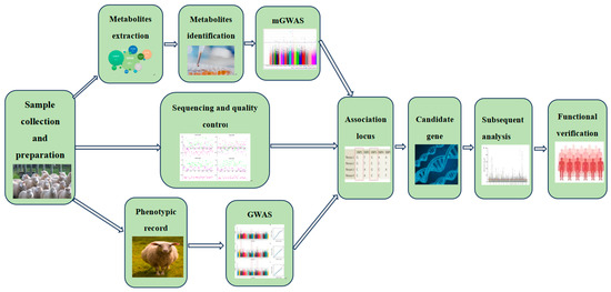 Application of GWAS and mGWAS in Livestock and Poultry Breeding