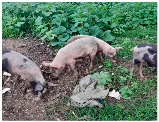 African Local Pig Genetic Resources in the Context of Climate Change ...