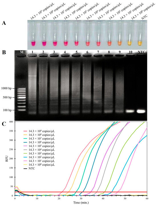 Comparison of PCR, Nested PCR, and RT-LAMP for Rapid Detection of ...