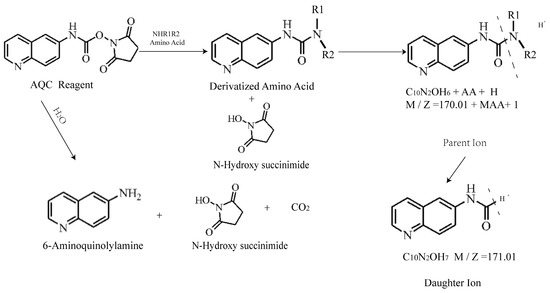 The Effects of L-citrulline Supplementation on the Athletic Performance ...