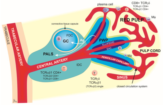 Animals | Free Full-Text | Chicken Secondary Lymphoid Tissues—Structure ...