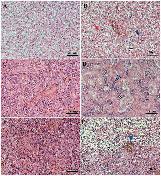 Identification of Aeromonas veronii as the Pathogen Associated with ...