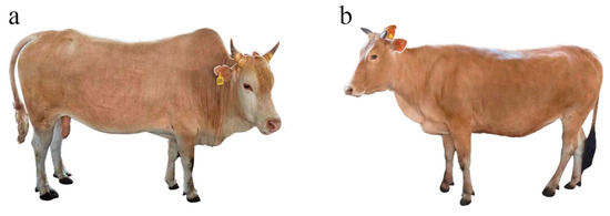 Genome-Wide Analysis of Genetic Diversity and Selection Signatures in ...