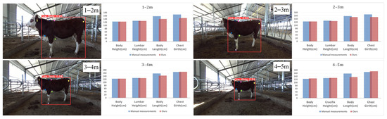 Automated Measurement of Cattle Dimensions Using Improved Keypoint Detection Combined with ...