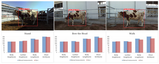 Automated Measurement of Cattle Dimensions Using Improved Keypoint ...