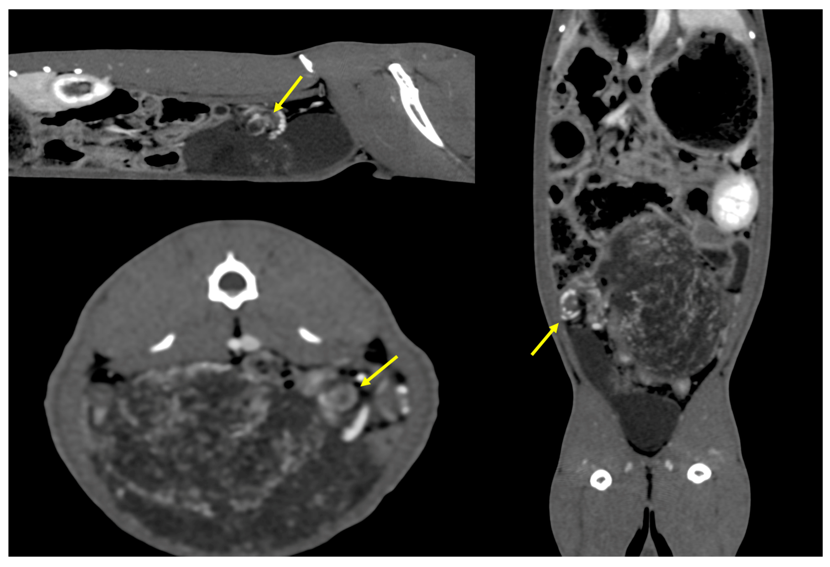 Ovarian Torsion in a Pet Rabbit (Oryctolagus cuniculus): A Case Report