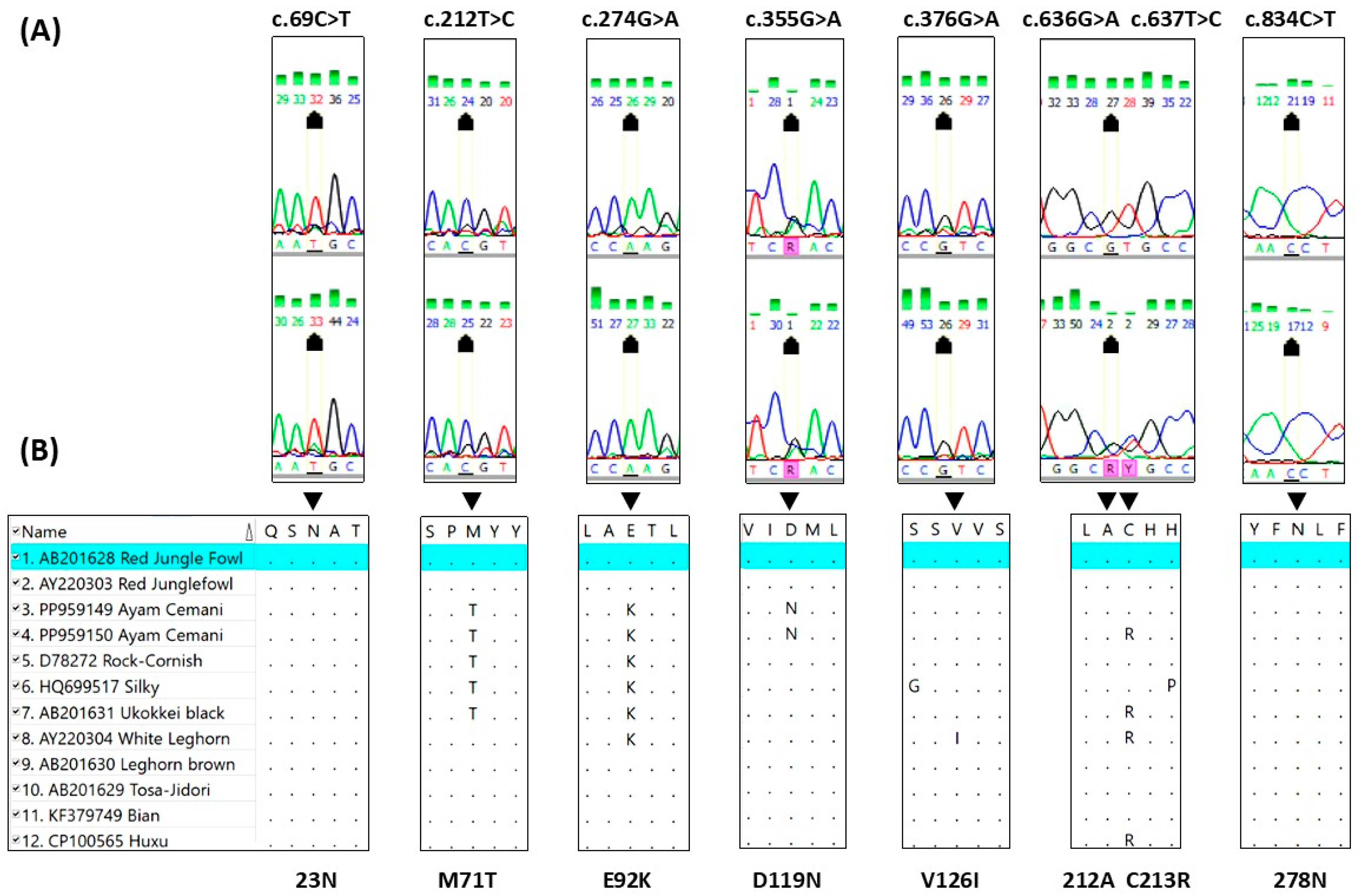 Characterization of the Coding Sequence of the MC1R (Melanocortin 1 ...