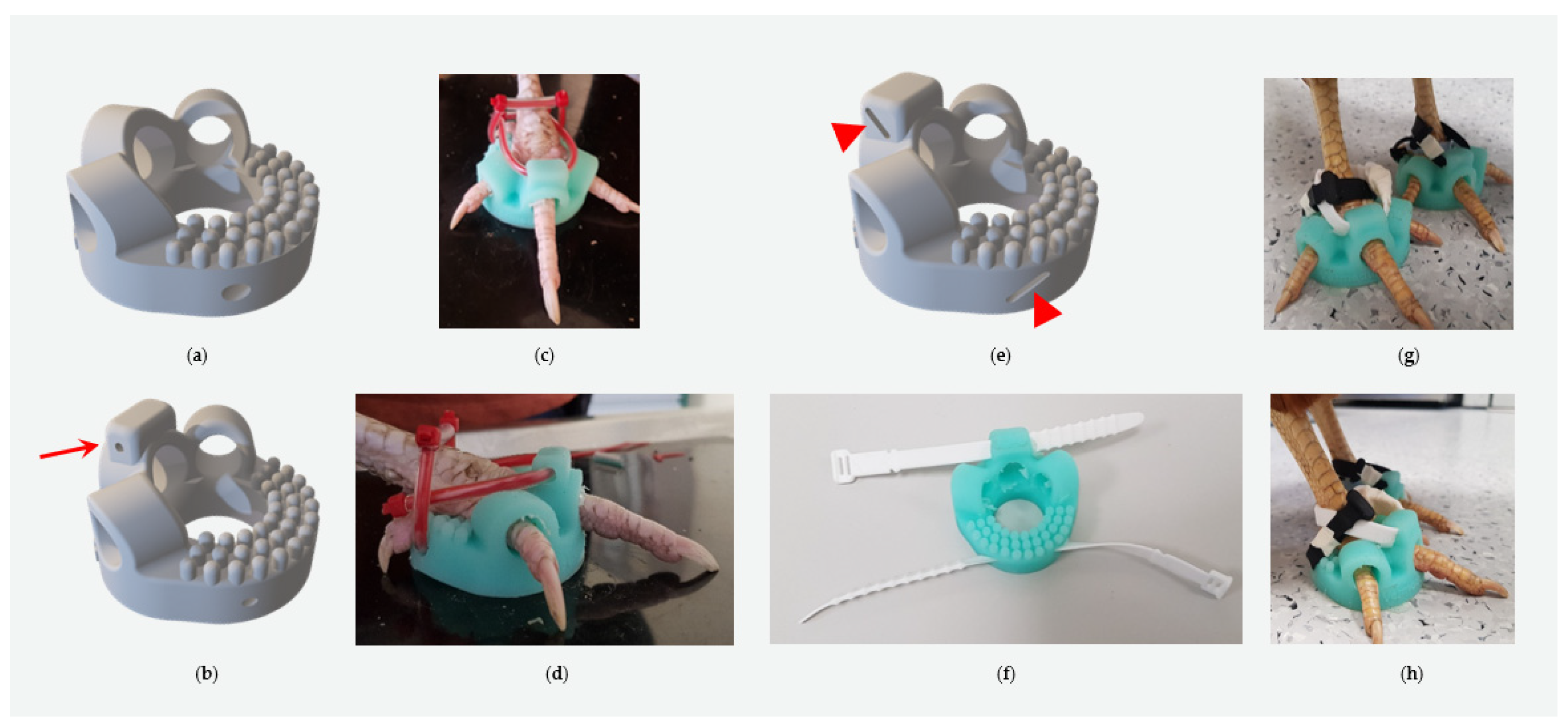 Silicone Shoes for the Treatment of Foot Pad Dermatitis (Bumblefoot) in ...