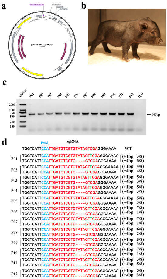 Generation of RAG2 Knockout Immune-Deficient Miniature Pigs