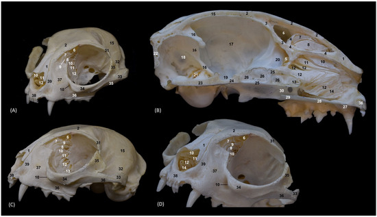 The Bony Nasal Cavity and Paranasal Sinuses of Big Felids and Domestic ...