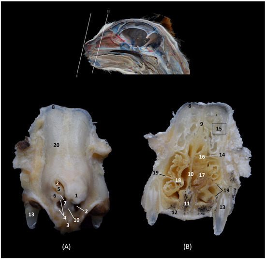 The Bony Nasal Cavity and Paranasal Sinuses of Big Felids and Domestic ...