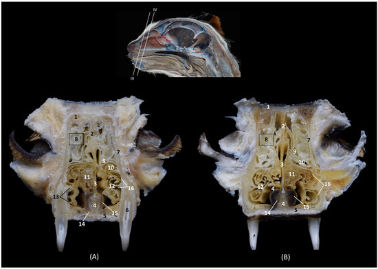 The Bony Nasal Cavity and Paranasal Sinuses of Big Felids and Domestic ...