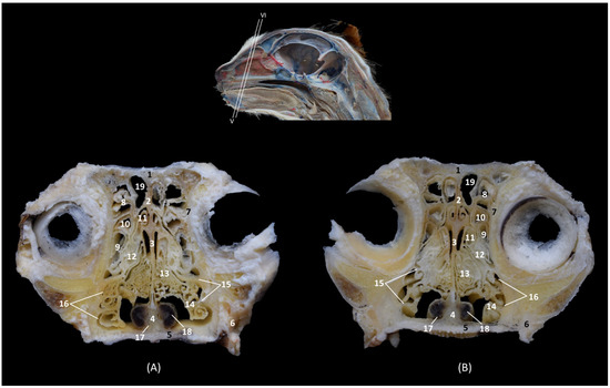 The Bony Nasal Cavity and Paranasal Sinuses of Big Felids and Domestic ...