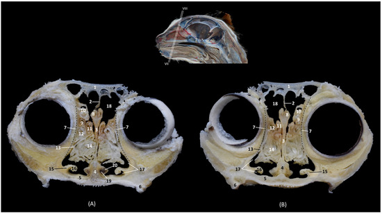 The Bony Nasal Cavity and Paranasal Sinuses of Big Felids and Domestic ...