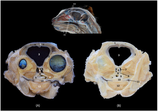 The Bony Nasal Cavity and Paranasal Sinuses of Big Felids and Domestic ...