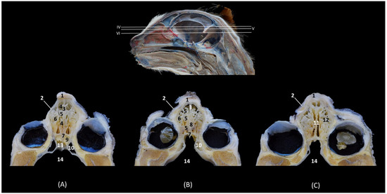 The Bony Nasal Cavity and Paranasal Sinuses of Big Felids and Domestic ...