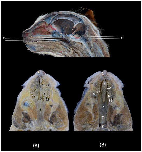 The Bony Nasal Cavity and Paranasal Sinuses of Big Felids and Domestic ...