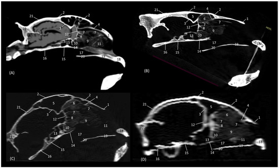 The Bony Nasal Cavity and Paranasal Sinuses of Big Felids and Domestic ...