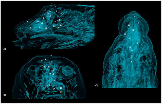 The Bony Nasal Cavity and Paranasal Sinuses of Big Felids and Domestic ...