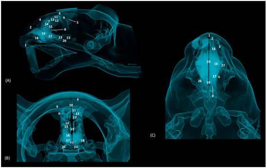 The Bony Nasal Cavity and Paranasal Sinuses of Big Felids and Domestic ...