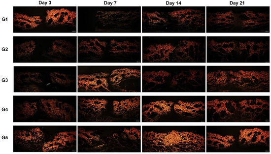 Cyanoacrylate Adhesives for Cutaneous Wound Closure