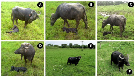Mother–Offspring Bonding after Calving in Water Buffalo and Other ...