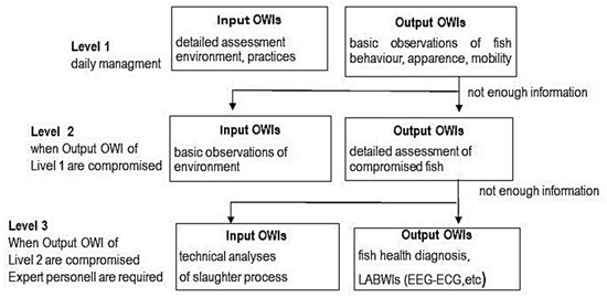 Development of Welfare Protocols at Slaughter in Farmed Fish