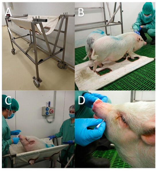 Short Immobilization in a Sling Does Not Lead to Increased Salivary ...
