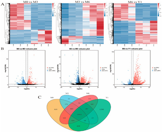 Transcriptomic Study of Different Stages of Development in the Testis ...