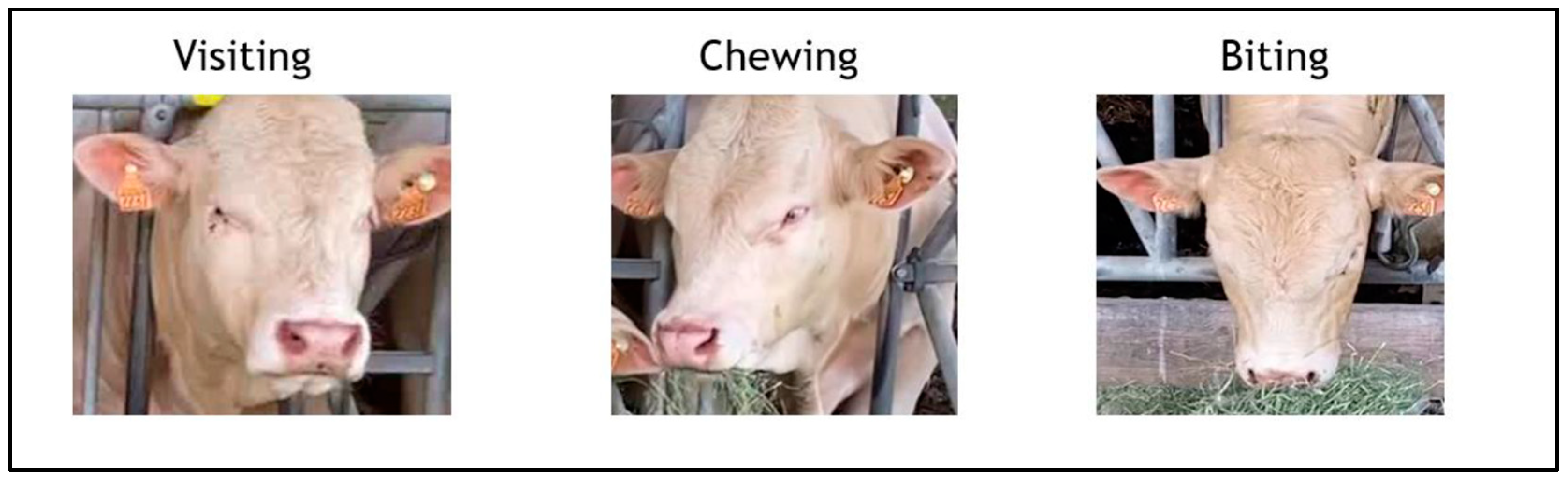 Programming and Setting Up the Object Detection Algorithm YOLO to Determine Feeding Activities ...