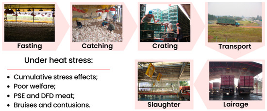 Poultry Preslaughter Operations in Hot Environments: The Present ...