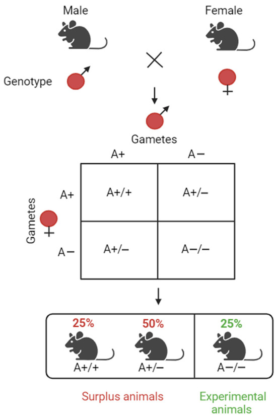 Interdisciplinary Animal Research Ethics—Challenges, Opportunities, and ...