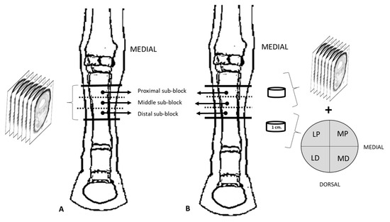 Accessory Ligament of the Deep Digital Flexor Tendon of the Horse ...