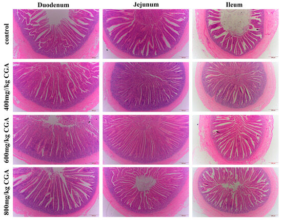 Responses of Intestinal Antioxidant Capacity, Morphology, Barrier ...