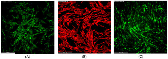 Isolation and Characterization of Canine Adipose-Derived Mesenchymal ...
