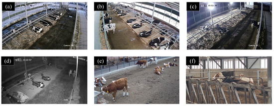 Research on Cattle Behavior Recognition and Multi-Object Tracking Algorithm Based on YOLO-BoT
