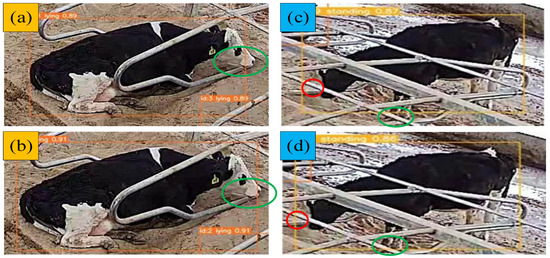 Research on Cattle Behavior Recognition and Multi-Object Tracking Algorithm Based on YOLO-BoT