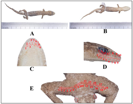 Integrative Taxonomy Revealed High Diversity of Hemiphyllodactylus ...