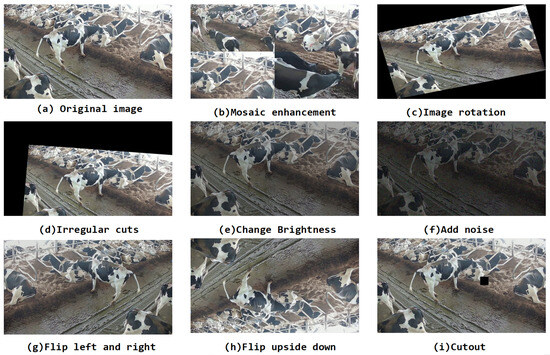 CAMLLA-YOLOv8n: Cow Behavior Recognition Based on Improved YOLOv8n