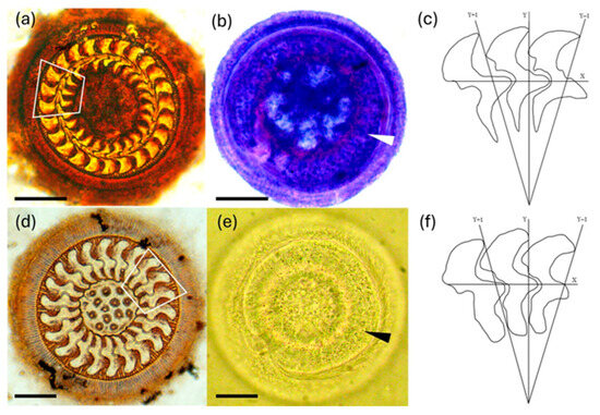 The Effect of Parasitization by Trichodinid Ciliates on the Mortality ...
