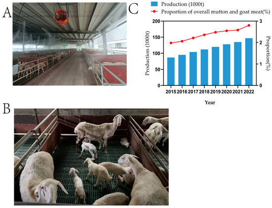 How Food Consumption Trends Change the Direction of Sheep Breeding in China