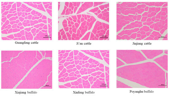Study on the Carcass Traits, Meat Quality, and Nutritional Attributes ...